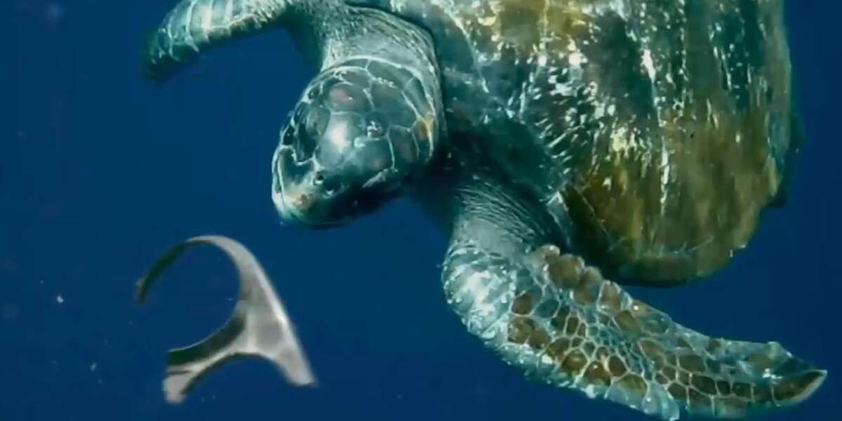 Edible Six-Pack Rings Are Going To Save So Many Animals' Lives - The Dodo