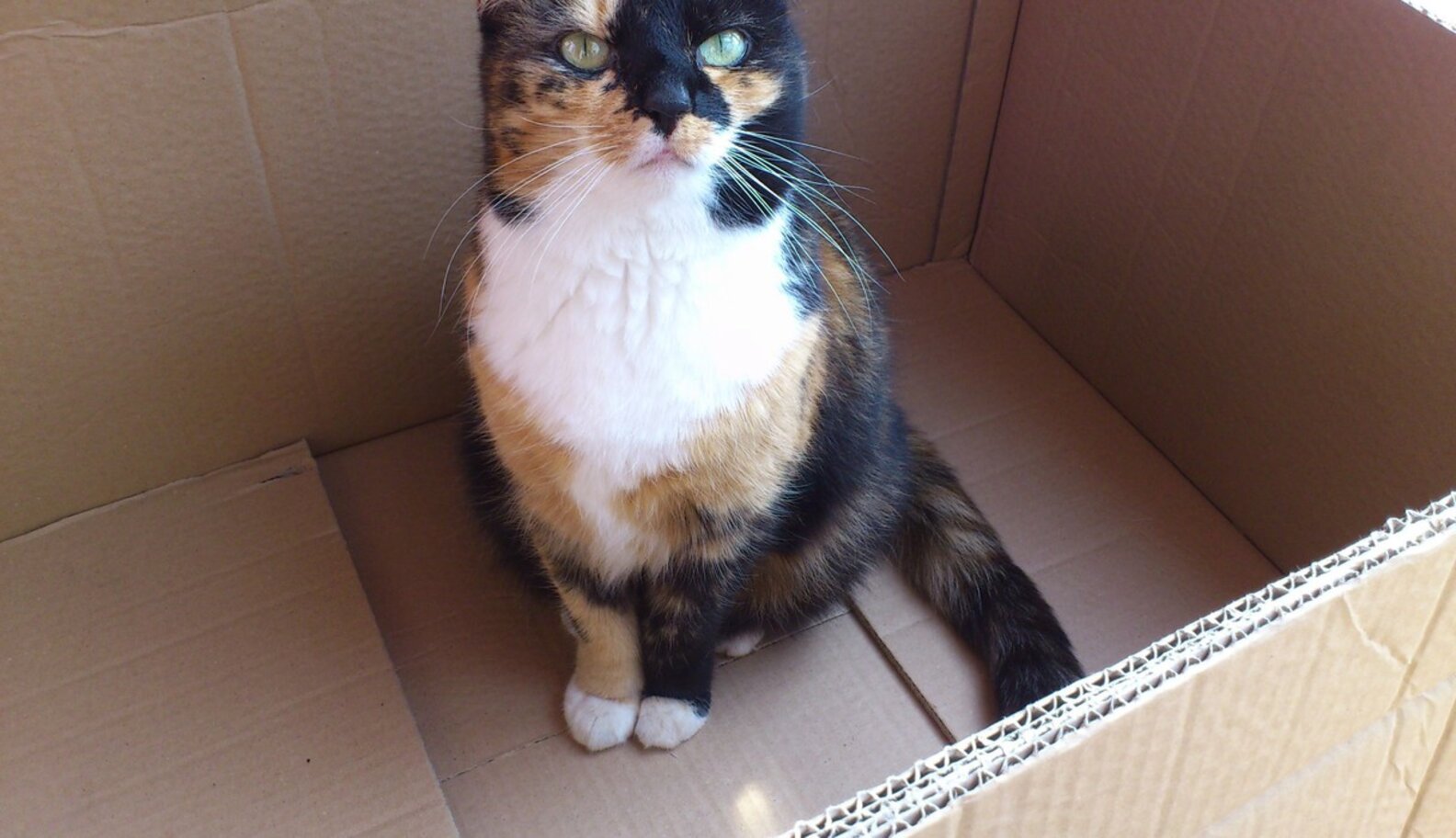 12 'Cat Traps' That Totally Worked - The Dodo