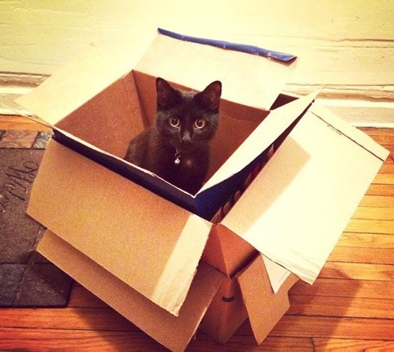 12 'Cat Traps' That Totally Worked - The Dodo