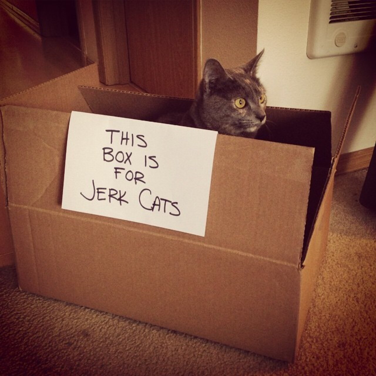 12 'Cat Traps' That Totally Worked - The Dodo