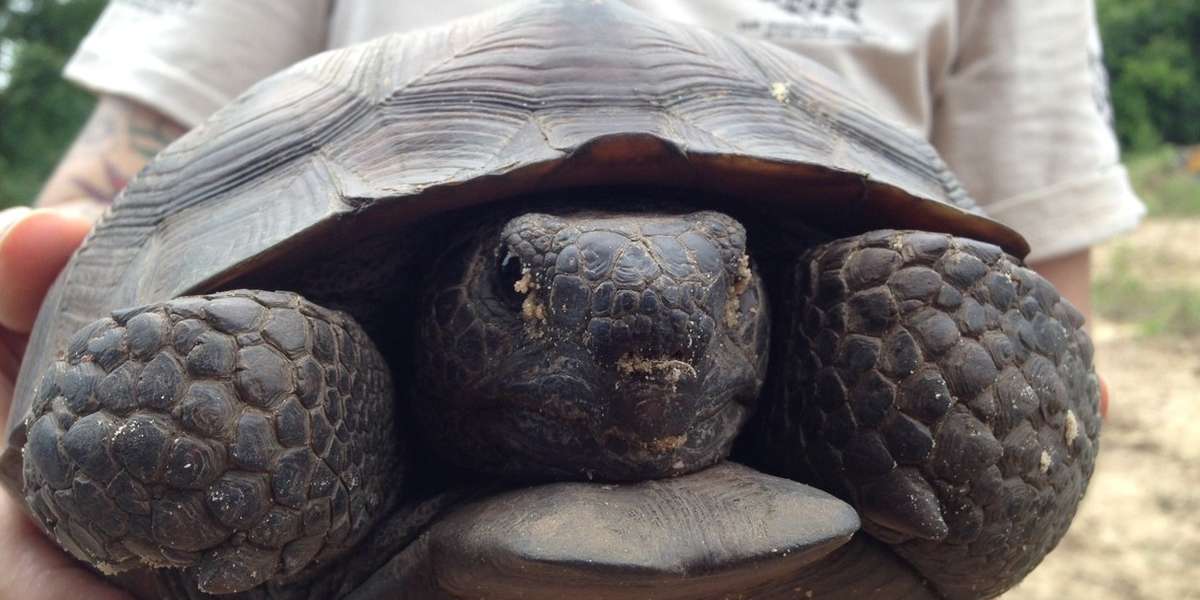 Digging Up Dirt - to Expose Cruelty, and to Help Tortoises - The Dodo