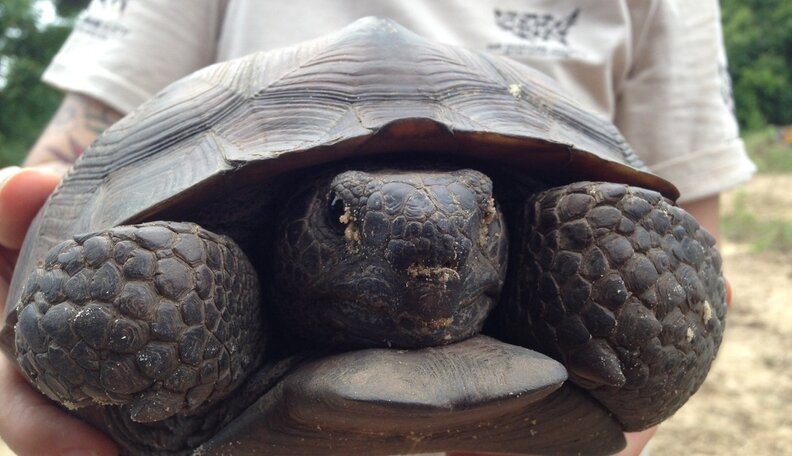 Digging Up Dirt - to Expose Cruelty, and to Help Tortoises - The Dodo