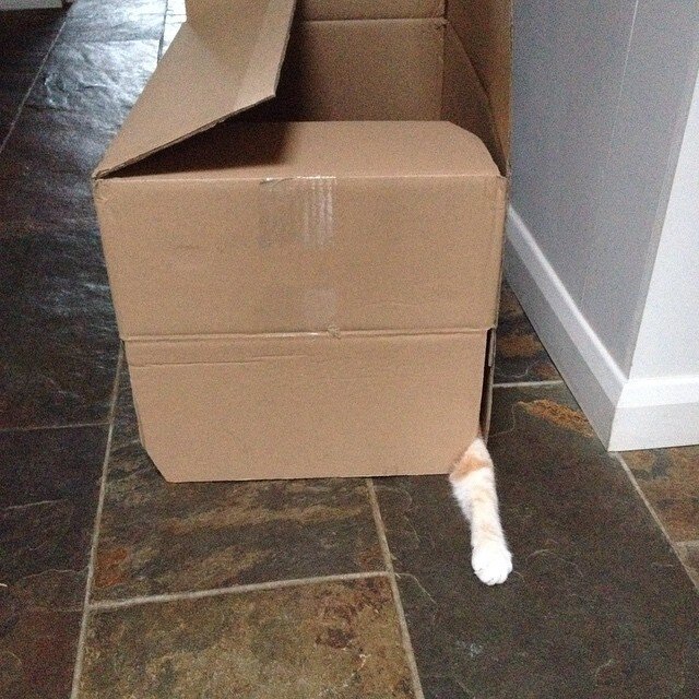 12 'Cat Traps' That Totally Worked - The Dodo