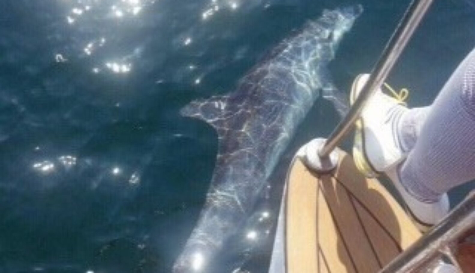 8 Animals Returning Home Who Never Thought They'd See The Wild Again ...