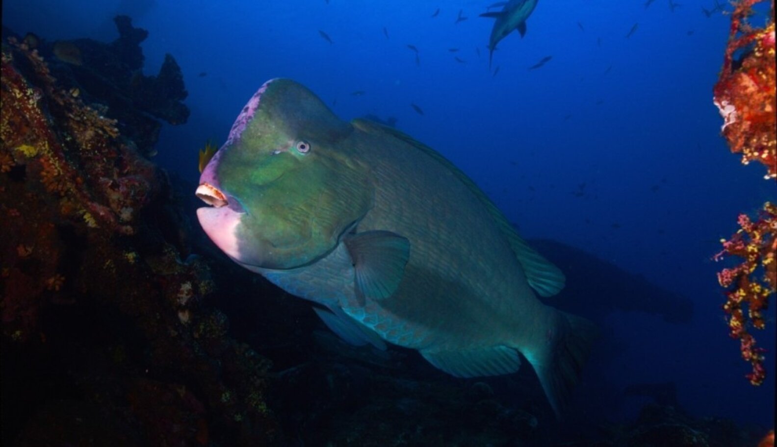 Why Endangered Bumphead Parrotfish Are The “Elephants Of The Coral ...