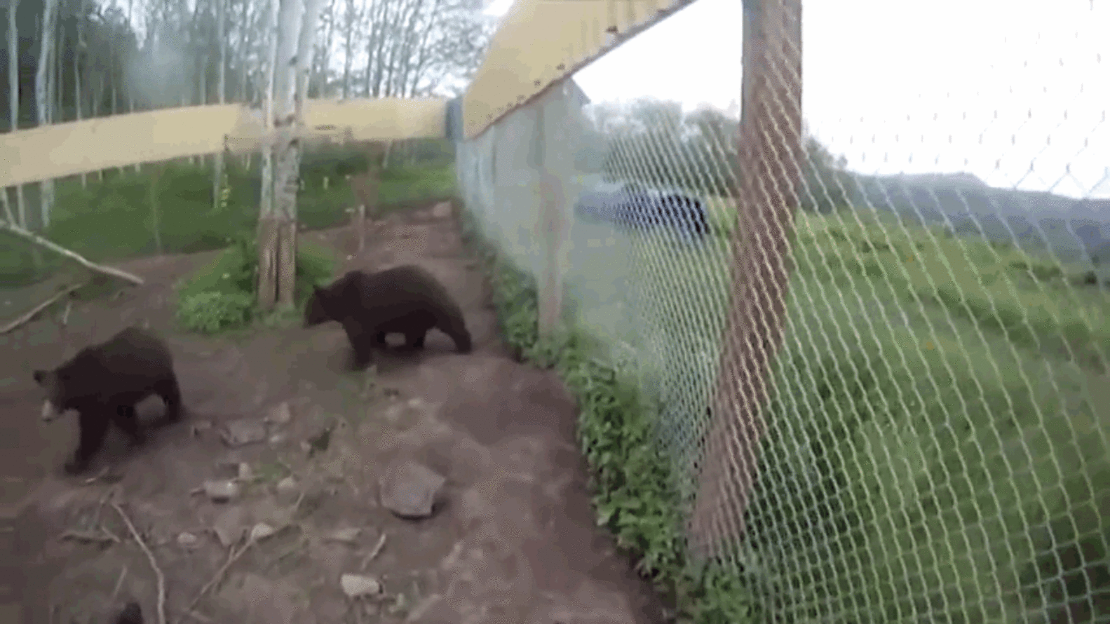 8 Animals Returning Home Who Never Thought They'd See The Wild Again ...
