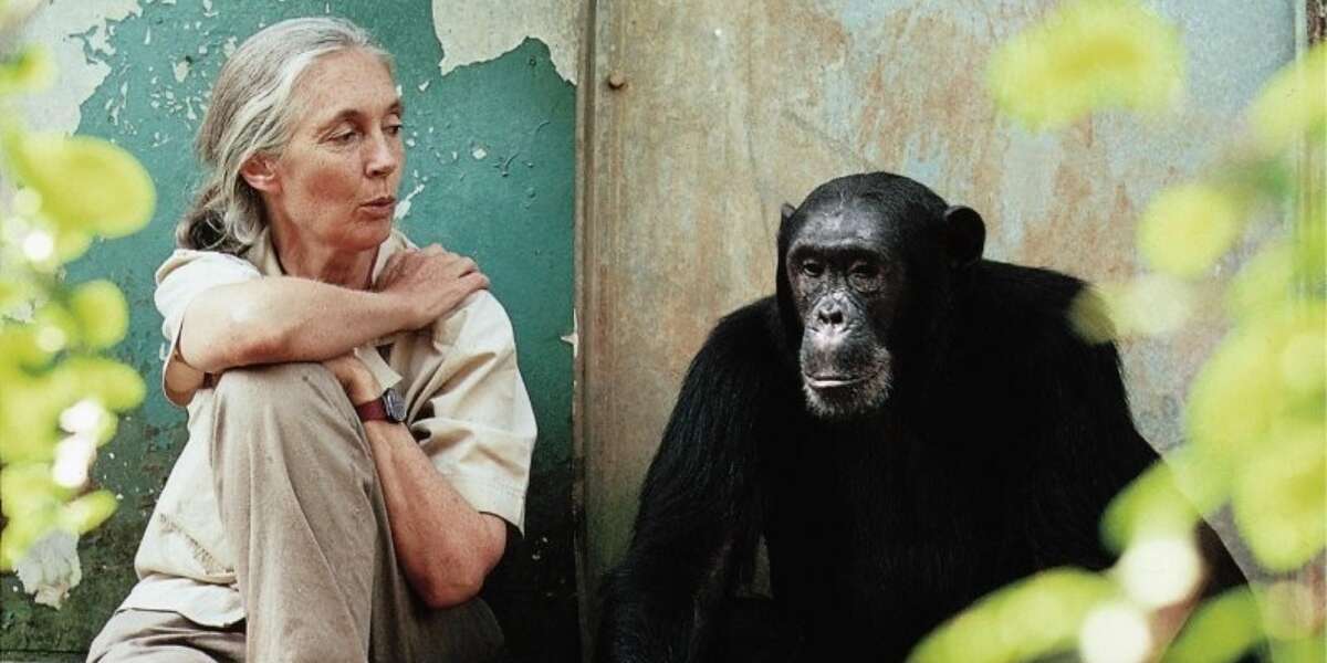 Jane Goodall To Air France: End “Cruel Trade” Of Lab Monkeys - The Dodo