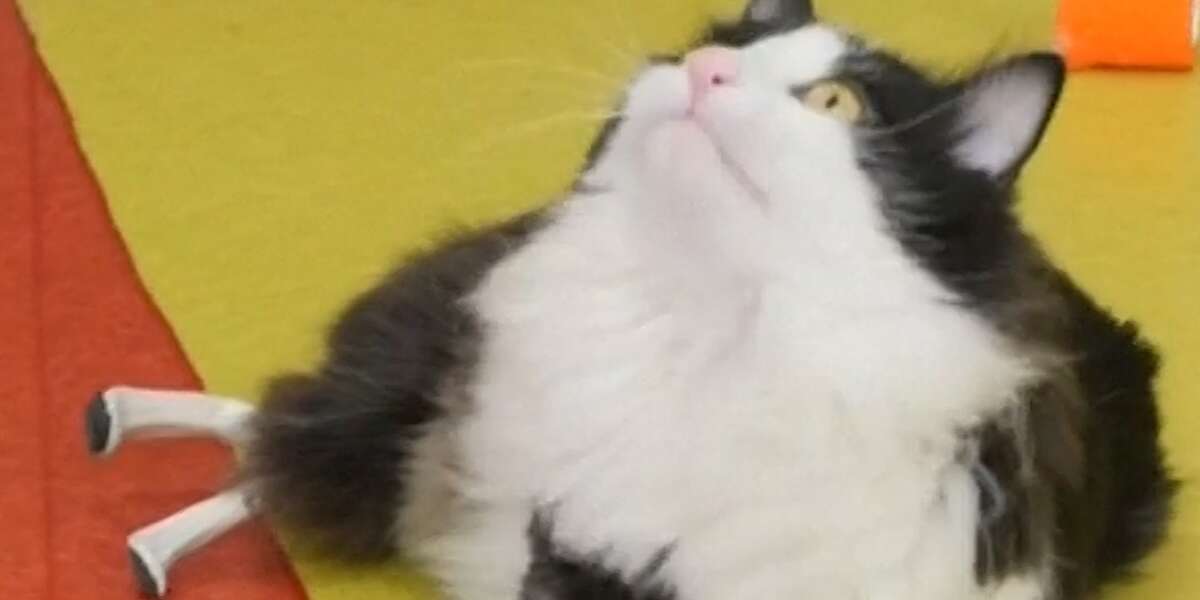 Cat Gets 'Peg Legs' - The Dodo