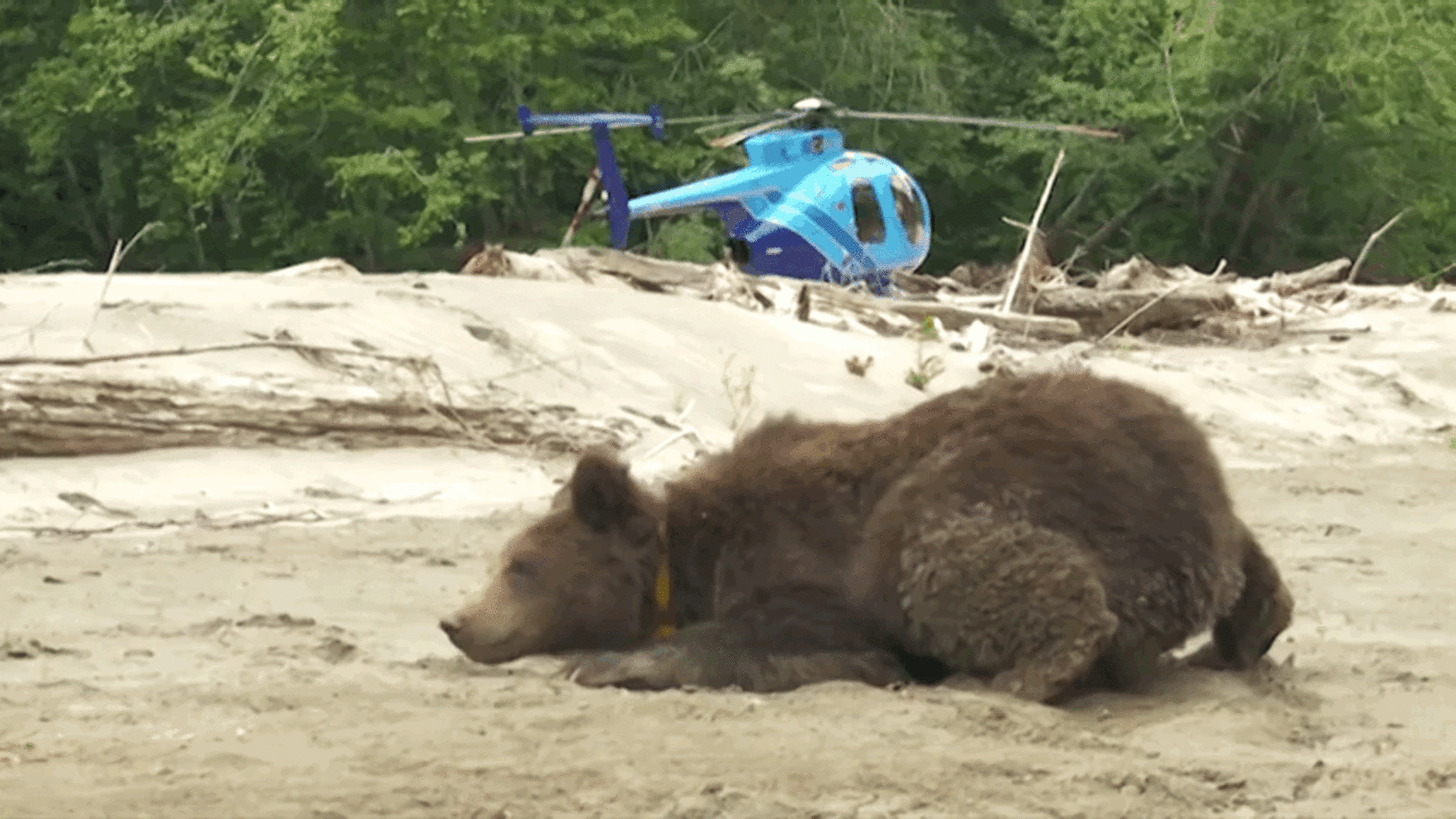 8 Animals Returning Home Who Never Thought They'd See The Wild Again ...