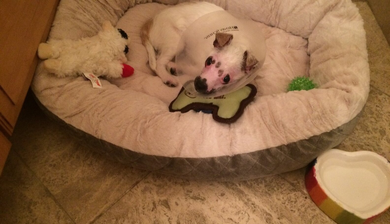 'Strange Looking' Puppy Finds Perfect Family To Love Her - The Dodo