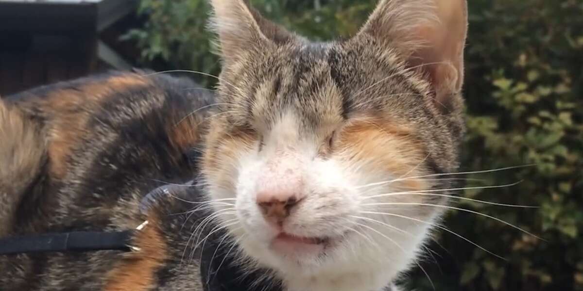 Blind Cat Loves To Go On Adventures - The Dodo