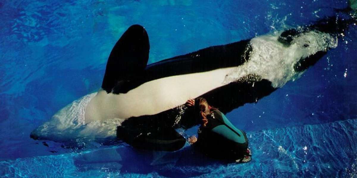 Drinking Orca Milk And Other Ways SeaWorld Employees Spend Their Time ...