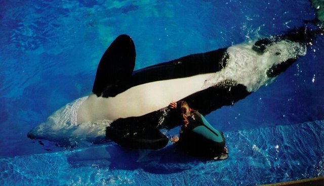 Drinking Orca Milk And Other Ways SeaWorld Employees Spend Their Time ...