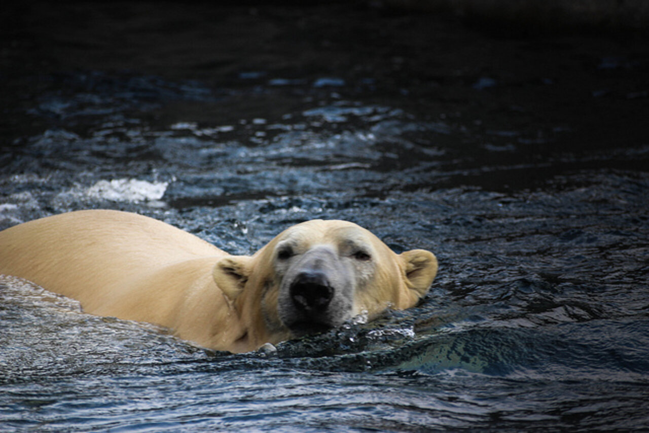 6 Reasons Climate Change Is Not A Hoax - The Dodo