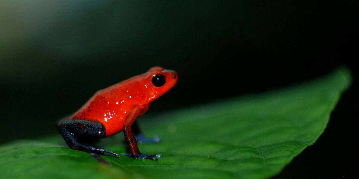 Wonderfully Weird Frogs That We Need To Protect - The Dodo