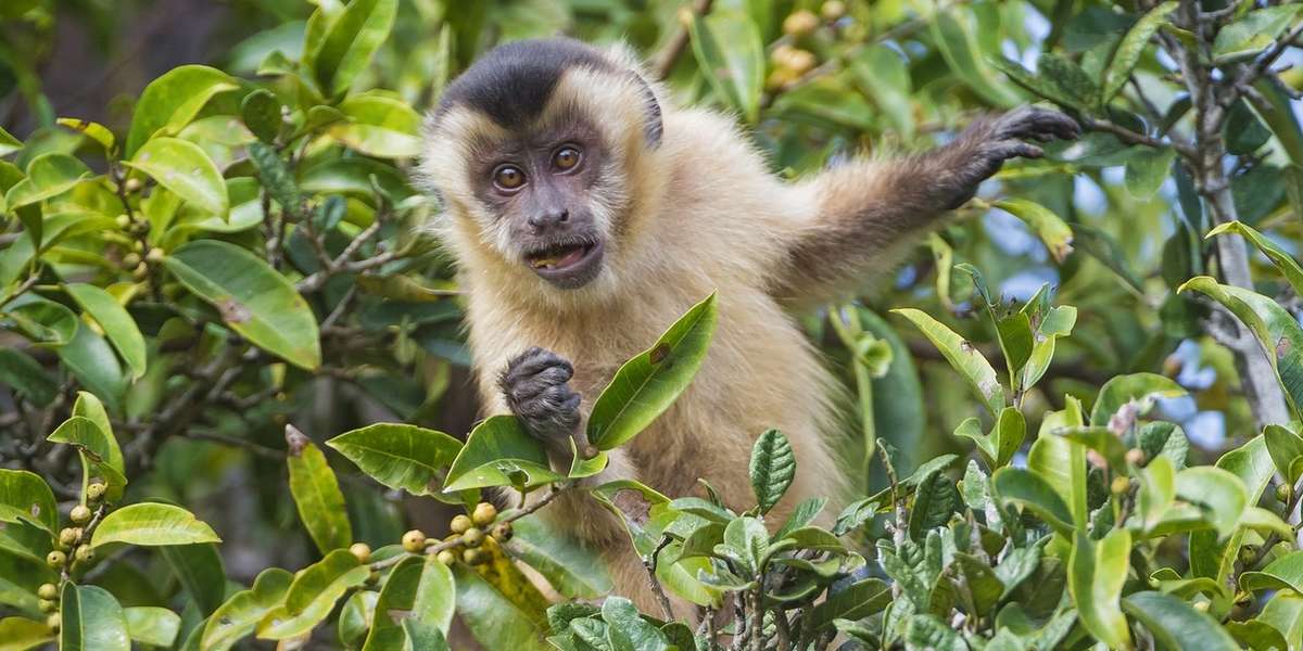 Female Capuchin Monkeys Flirt By Throwing Rocks At The Boys - The Dodo