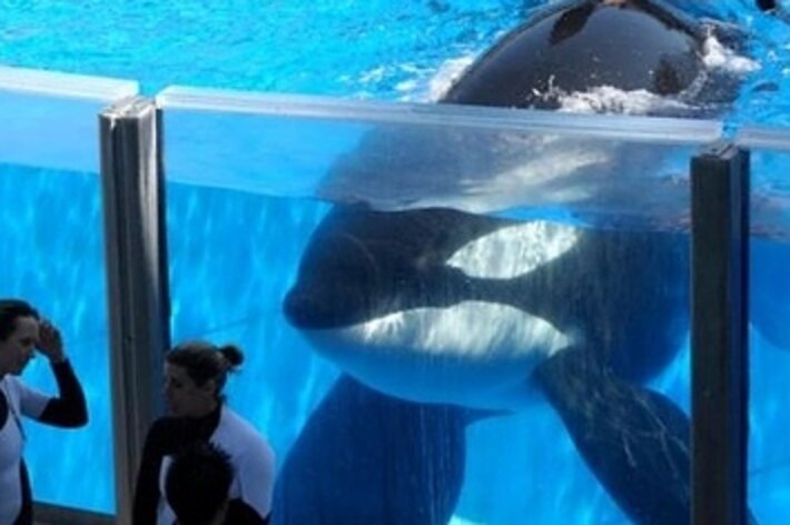 11 Facts Everyone Should Know About Orca Captivity - The Dodo