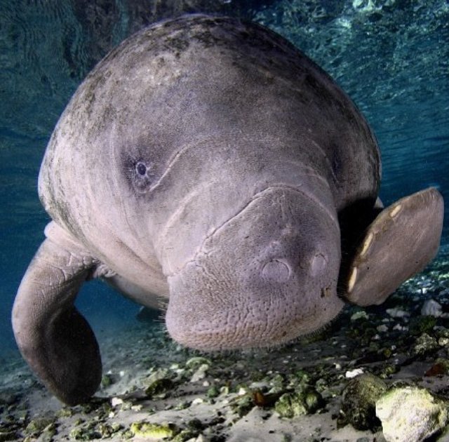Happy #ManateeMonday! Photo by Douglas Kahle #manatee - The Dodo