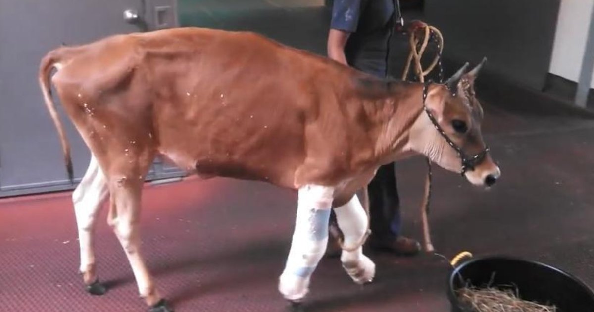 Watch One Severely Injured Dairy Cow Go From Rescue To Recovery To Four ...