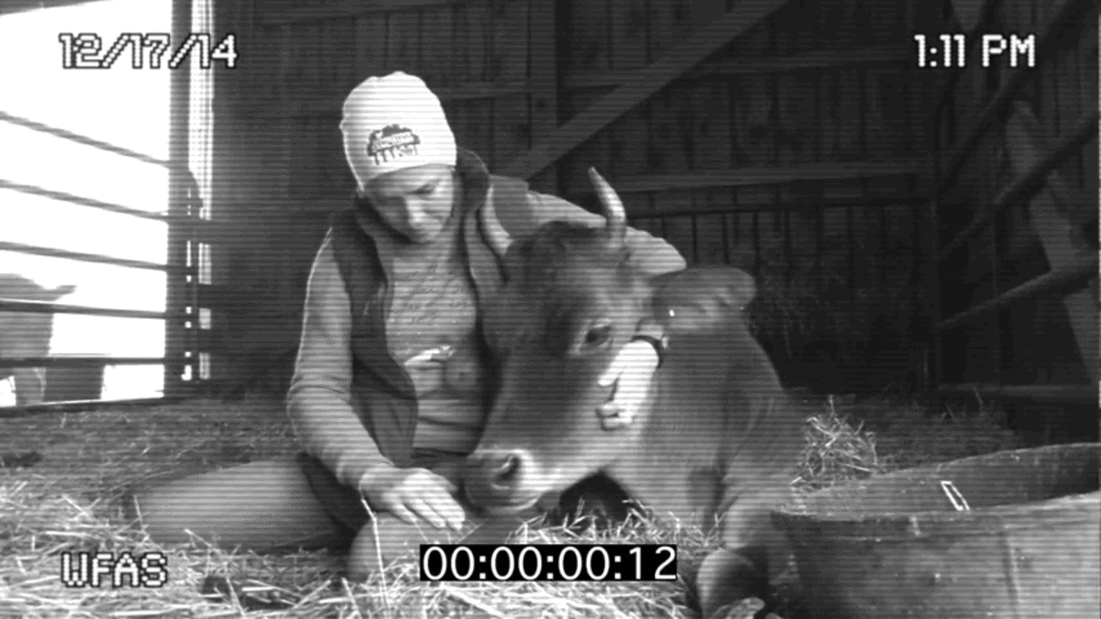 Watch One Severely Injured Dairy Cow Go From Rescue To Recovery To Four ...