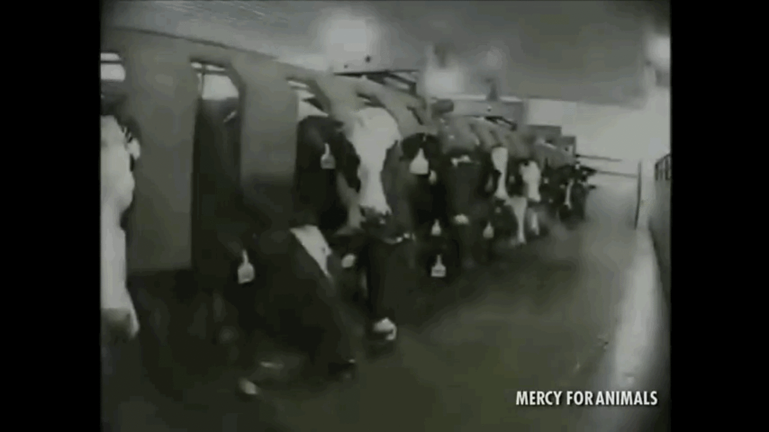 Watch One Severely Injured Dairy Cow Go From Rescue To Recovery To Four ...