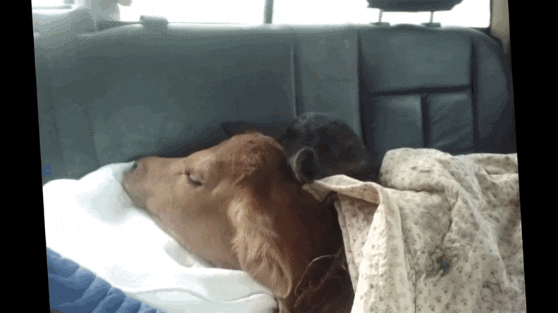 Watch One Severely Injured Dairy Cow Go From Rescue To Recovery To Four ...