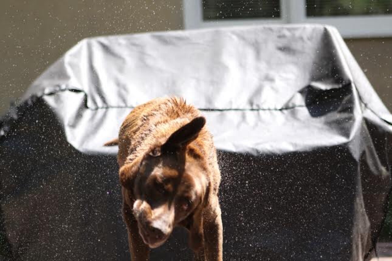 Here's How Animals Go From Soaked To Dry In Seconds - The Dodo