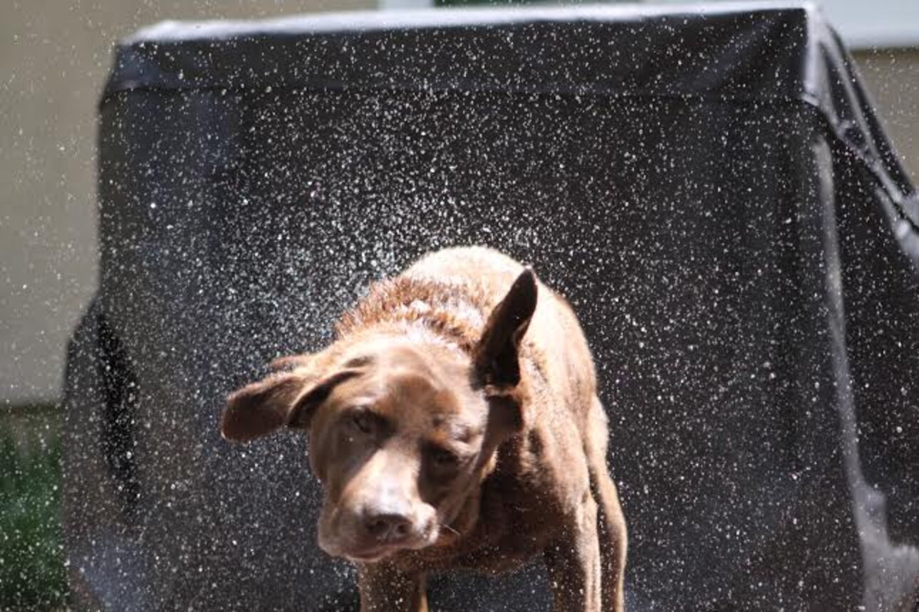 Here's How Animals Go From Soaked To Dry In Seconds - The Dodo