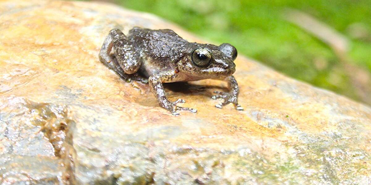 New hope for long lost frogs - The Dodo