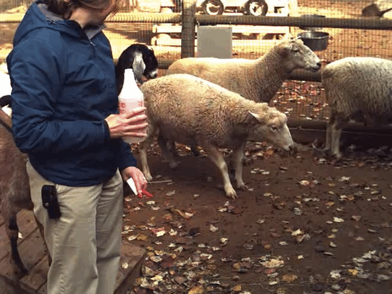 Here's How Animals Go From Soaked To Dry In Seconds - The Dodo