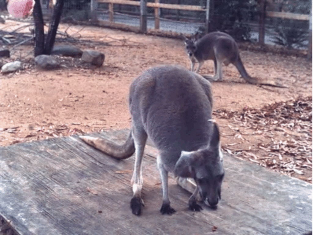 Here's How Animals Go From Soaked To Dry In Seconds - The Dodo