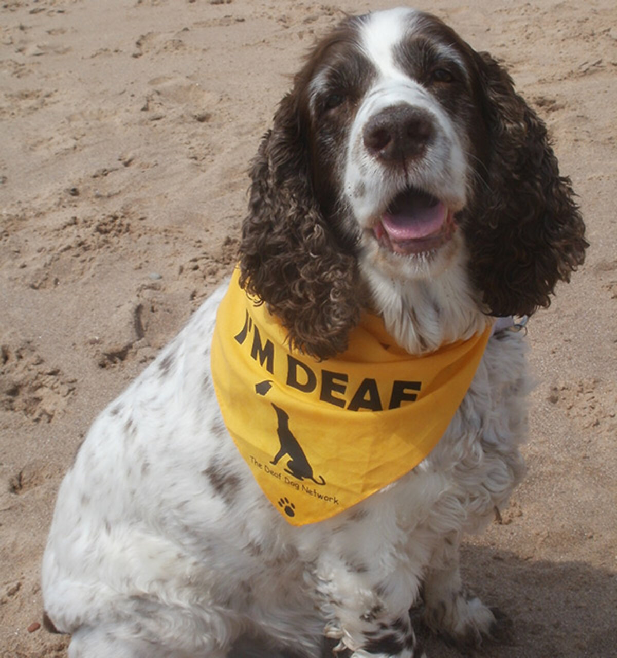 Ricky Gervais Continues To Be A $%*#! Masterpiece Of Humanity - The Dodo