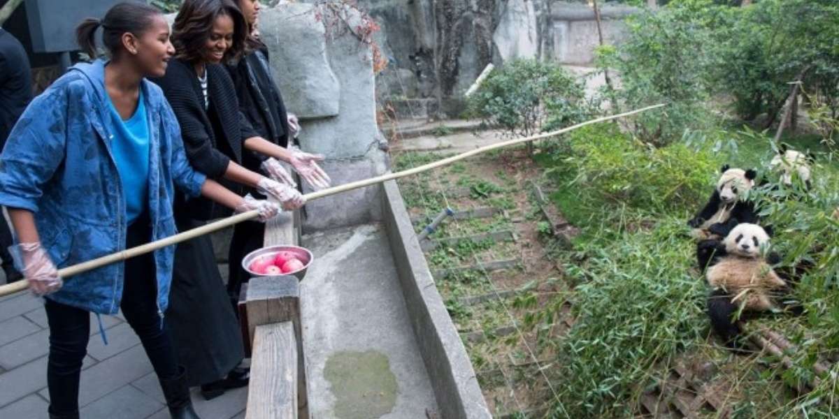 First Lady: How Pandas Bring Nations Together - The Dodo