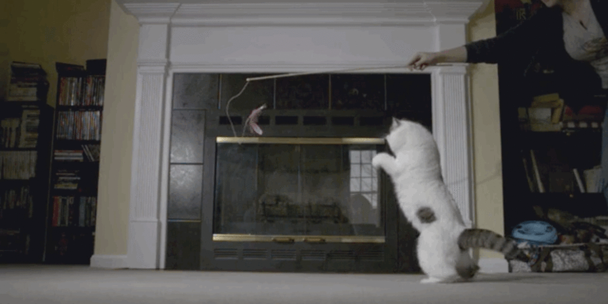 Graceful Slow Motion Cats Display Impressive Agility - The Dodo