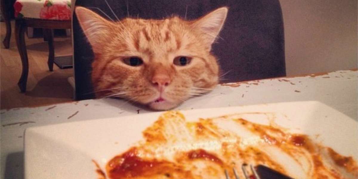 10 Cats Who Are Trying Really Hard To Be Patient For Dinner - The Dodo