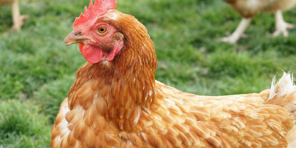 Number Of Hens Suffering For Cheaper Eggs Is Astronomical - The Dodo