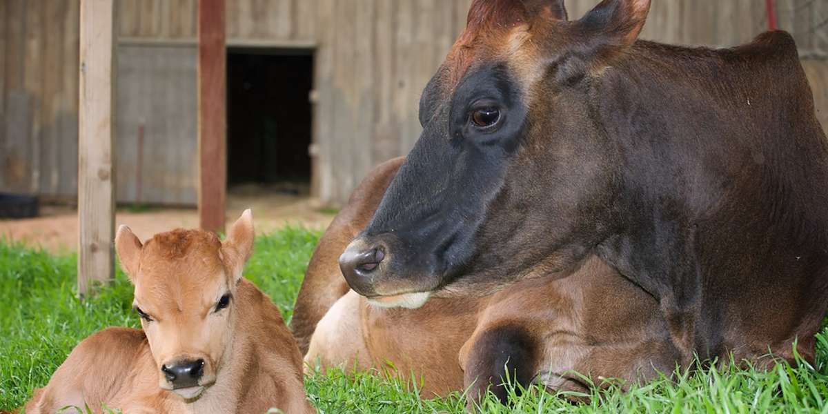 6 Farm Animal Moms Who Will Do Anything For Their Babies - The Dodo
