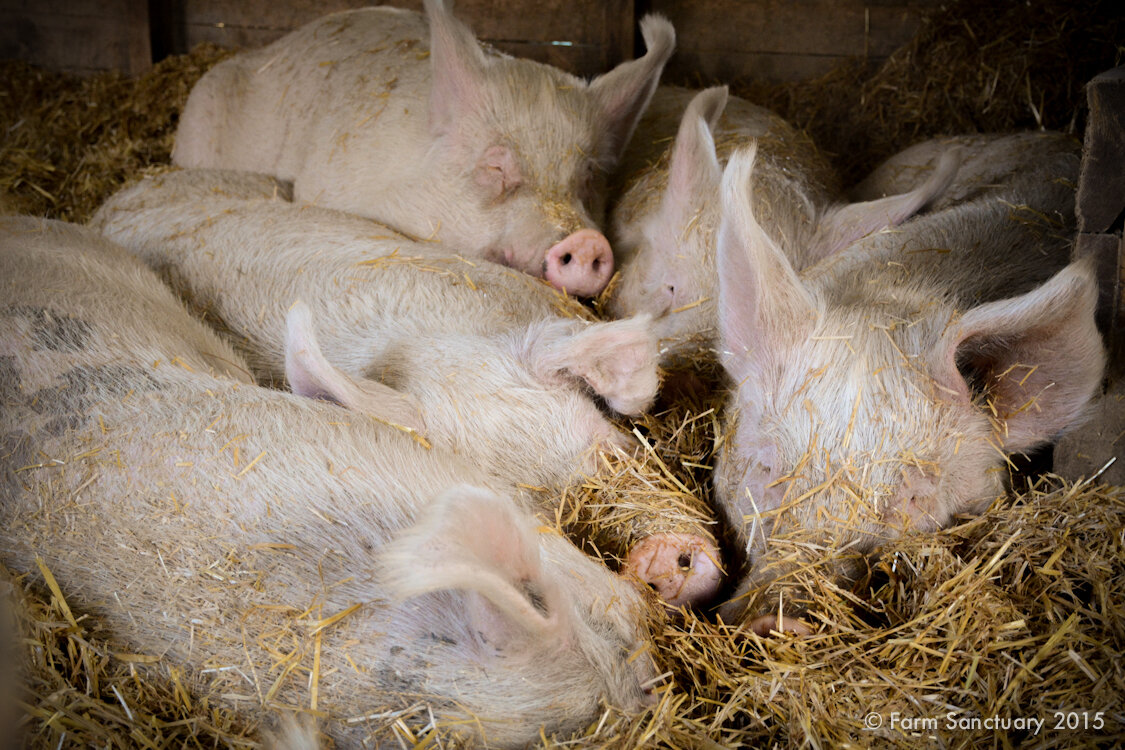 6 Farm Animal Moms Who Will Do Anything For Their Babies - The Dodo