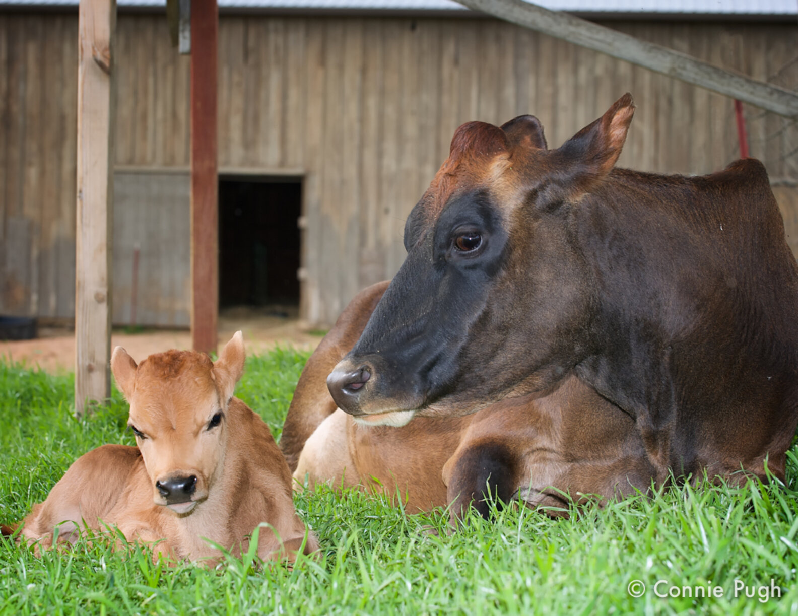 6 Farm Animal Moms Who Will Do Anything For Their Babies - The Dodo