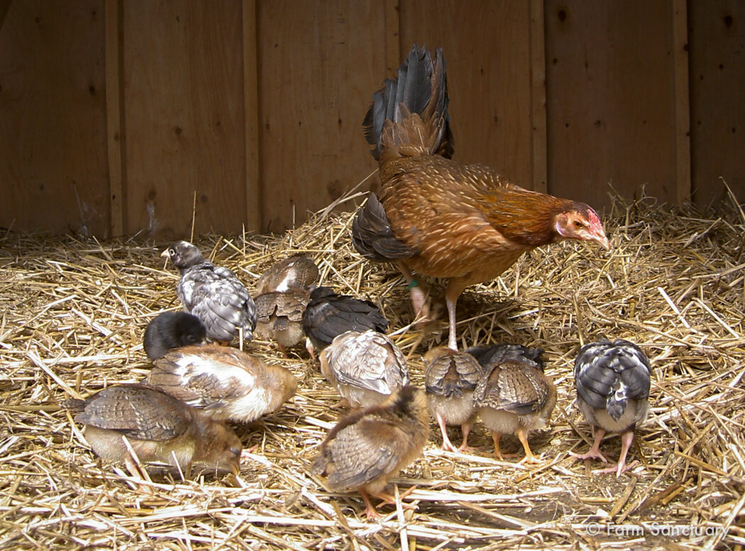 6 Farm Animal Moms Who Will Do Anything For Their Babies - The Dodo