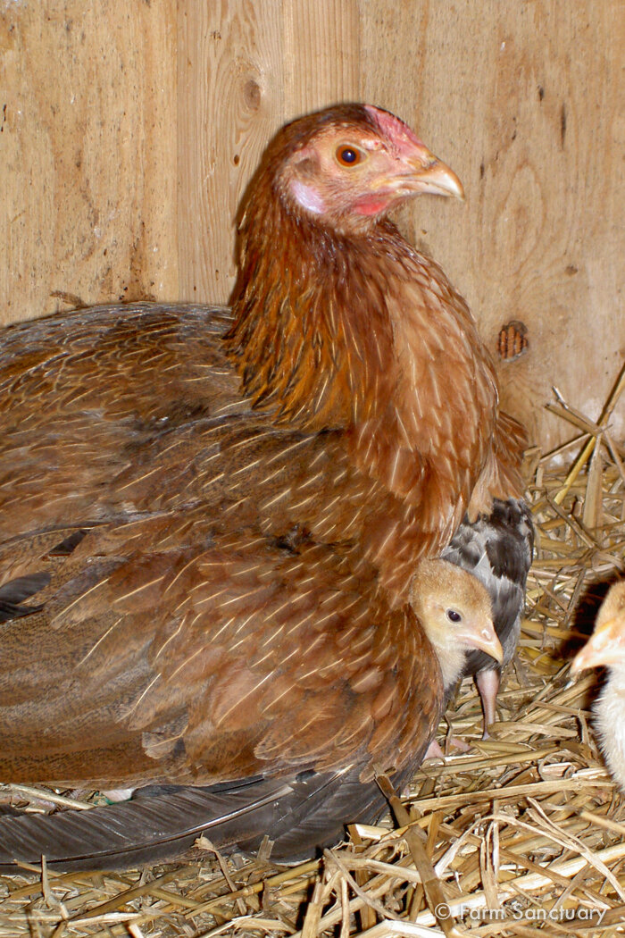6 Farm Animal Moms Who Will Do Anything For Their Babies - The Dodo