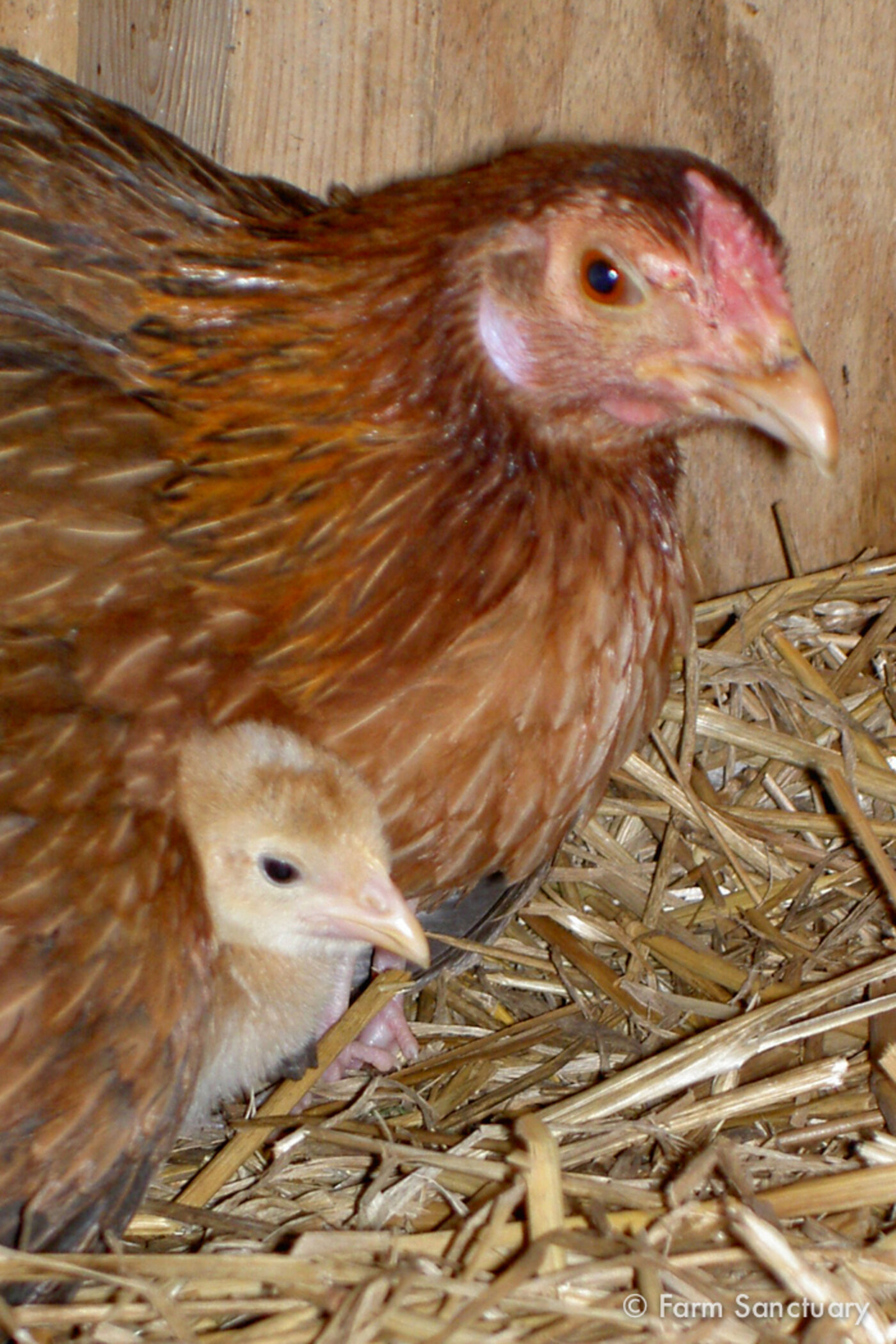 6 Farm Animal Moms Who Will Do Anything For Their Babies - The Dodo