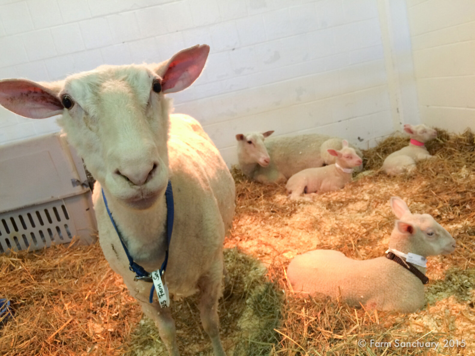 6 Farm Animal Moms Who Will Do Anything For Their Babies - The Dodo