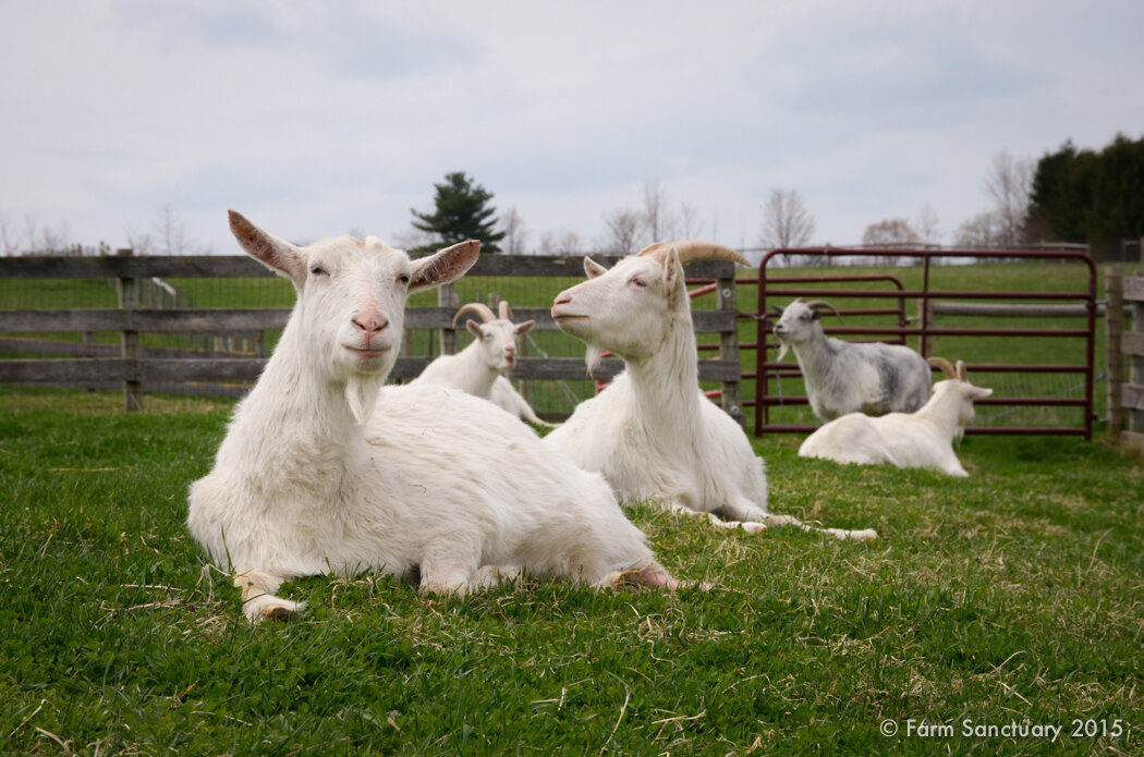 Baby Farm Animals With Their Mothers