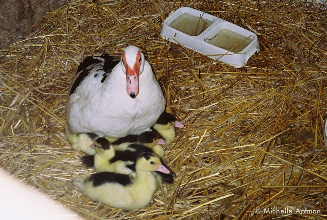 6 Farm Animal Moms Who Will Do Anything For Their Babies - The Dodo