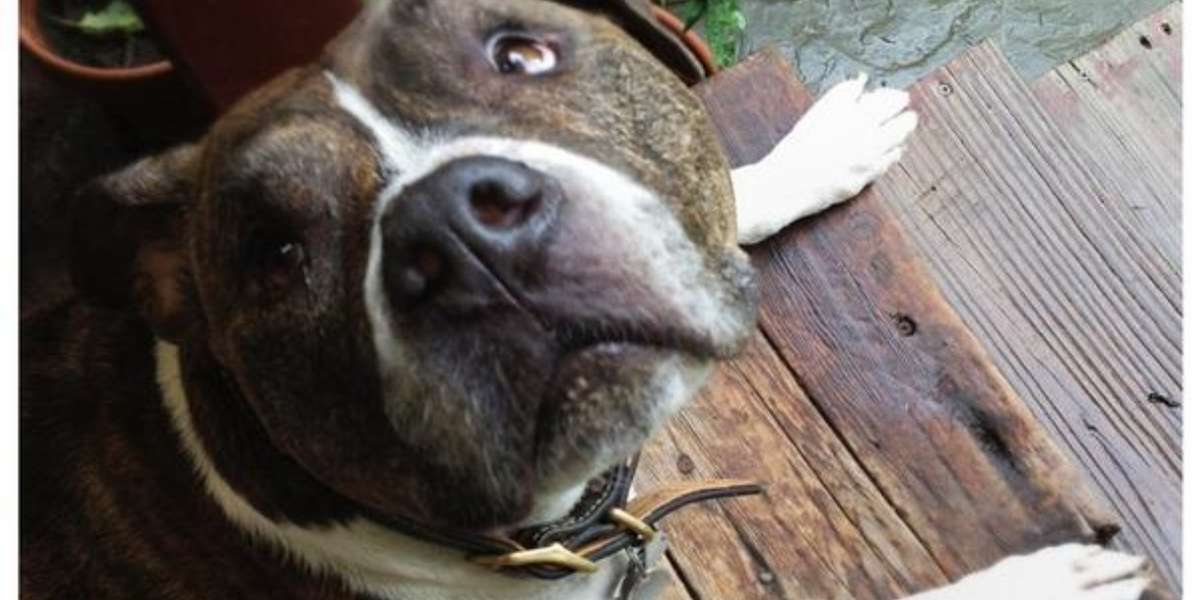 15 Photos That Will Make You Fall In Love With Rescue Dogs - The Dodo