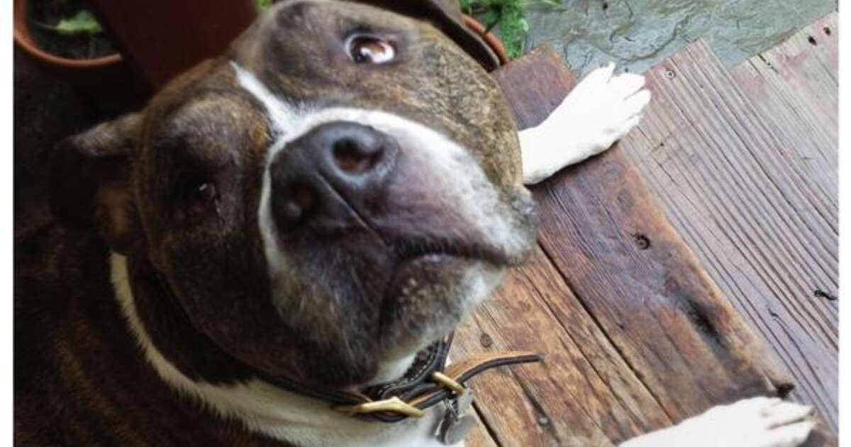 15 Photos That Will Make You Fall In Love With Rescue Dogs - The Dodo