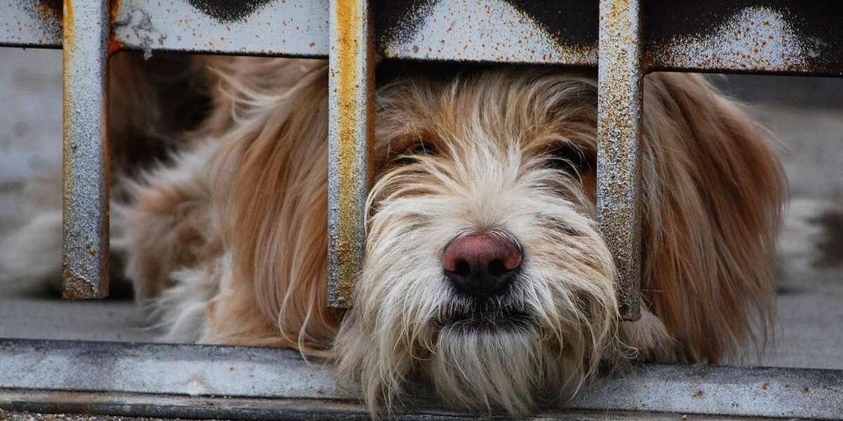 Man Tries To Ransom Lost Dog, Gets Bitten - The Dodo