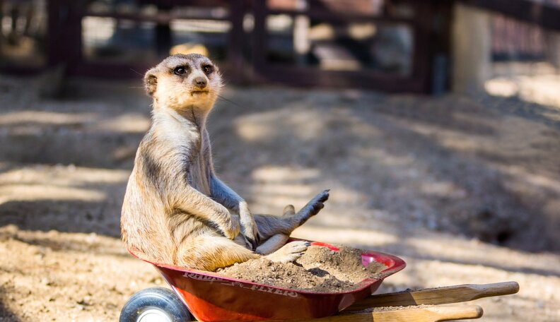 Homeless Meerkats Find Sanctuary Under California Sun - The Dodo