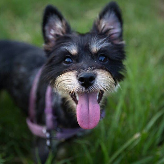 15 Photos That Will Make You Fall In Love With Rescue Dogs - The Dodo